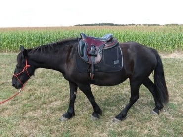 Haras du Diamantnoir | Le cheval de Mérens | La race